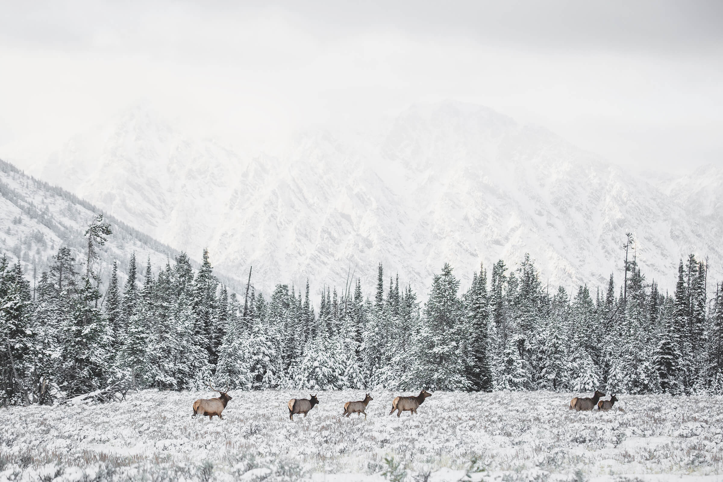 Plan Your Trip - Visit Jackson Hole