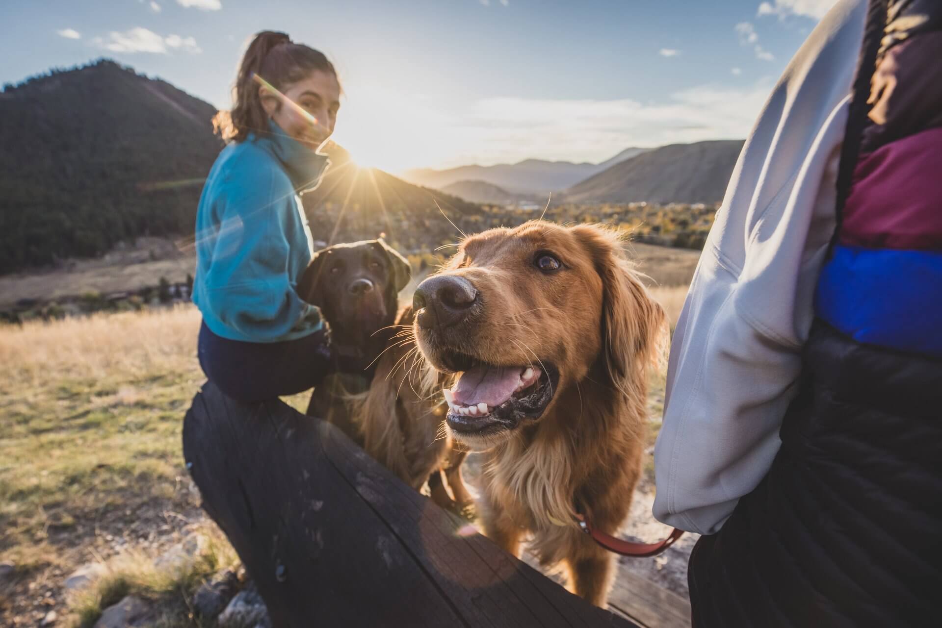 Adventuring With Dogs in Jackson Hole - Visit Jackson Hole